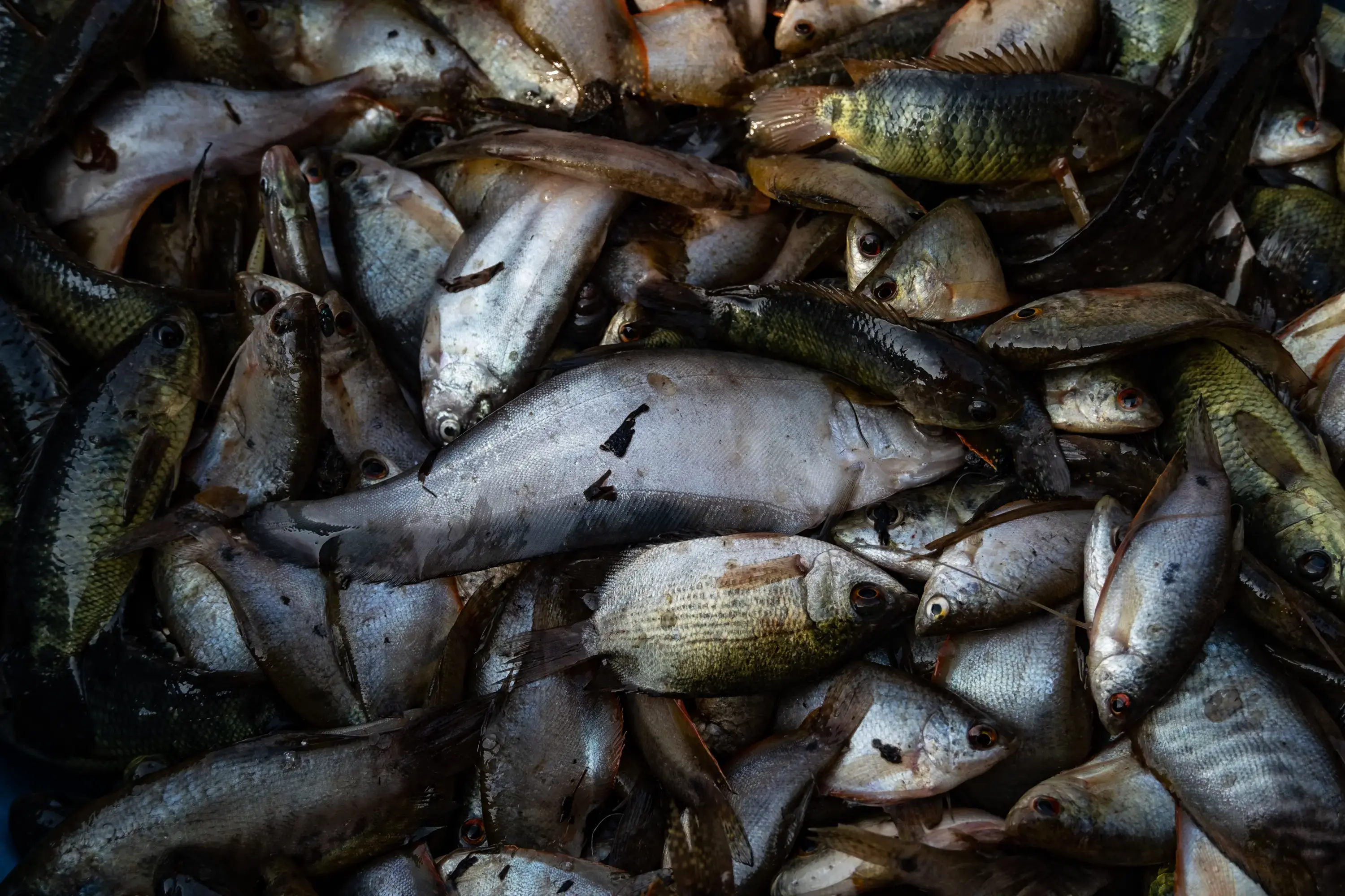 Restoration in the Musi River Wetlands (bahasa Indonesia) | Pulitzer Center